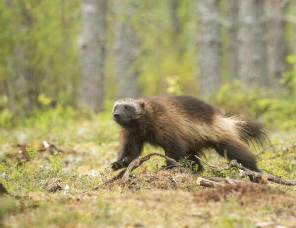 Uhanalainen ahma on kaikkiruokainen sopeutuja – Suomen Luonnonsuojelun ...